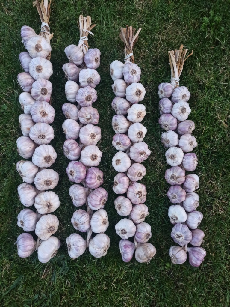 Czosnek POLSKI Harnaś plecione warkocze | Skotniki Dolne | Ogłoszenie ...