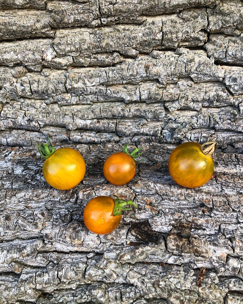 ORANGE MUSCAT Pomidor Kolekcjonerski | Kraków | Kup teraz na Allegro ...