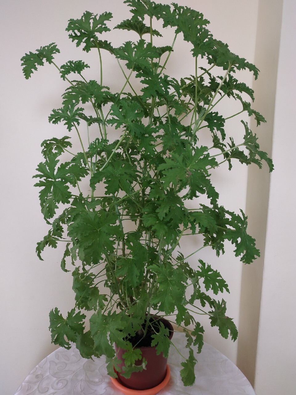 Geranium Cytrynka - Rośliny ogrodowe - Największy wybór roślin ...