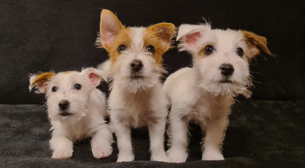 Jack Russell Terrier szorstkowłosy FCI ZKwP | Gostynin | Ogłoszenie na ...