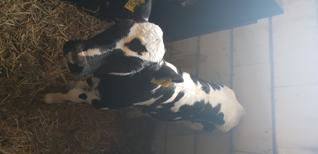 Cielak | Kulesze-Chobotki | Kup teraz na Allegro Lokalnie