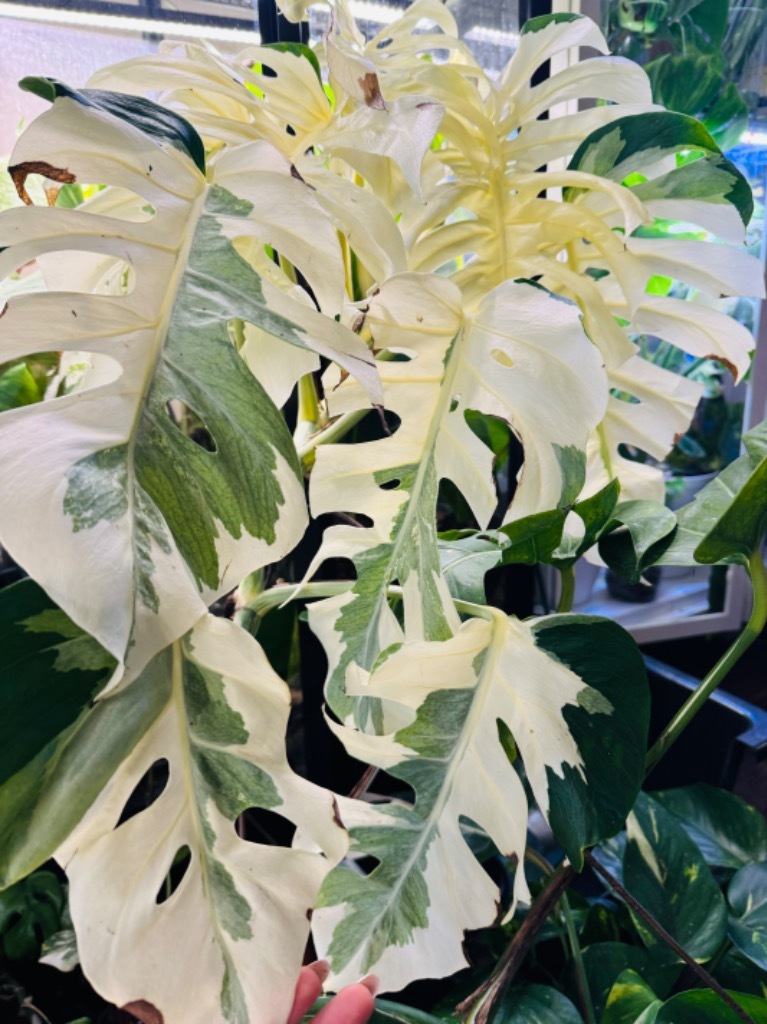 Monstera Variegata Ghost RARYTAS | Rzeszów | Licytacja na Allegro Lokalnie