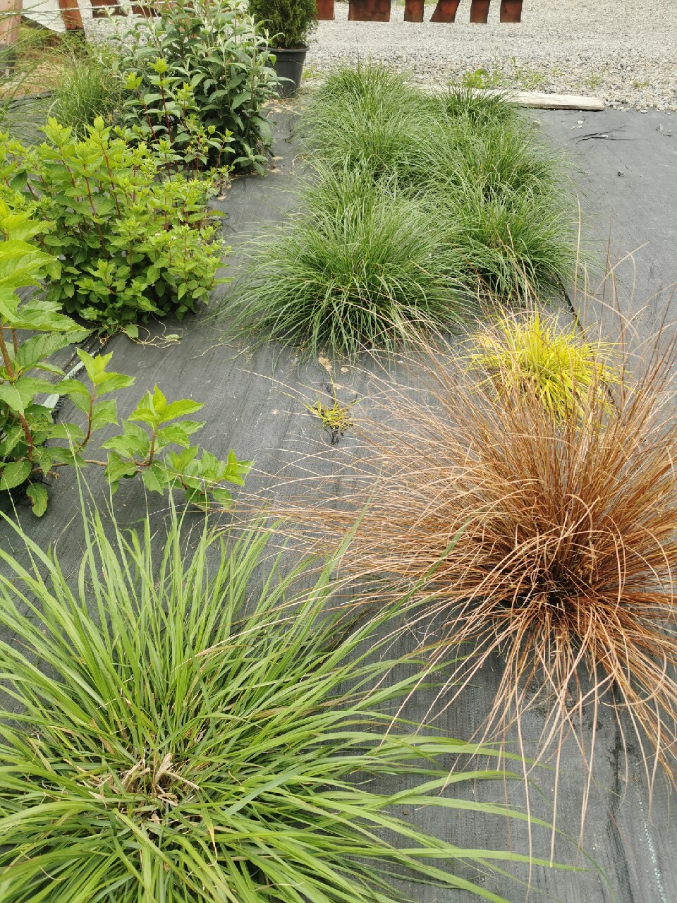 Trawa ozdobna Rozplenica Moudry 1litr duża sadz. | Kańczuga | Kup teraz ...