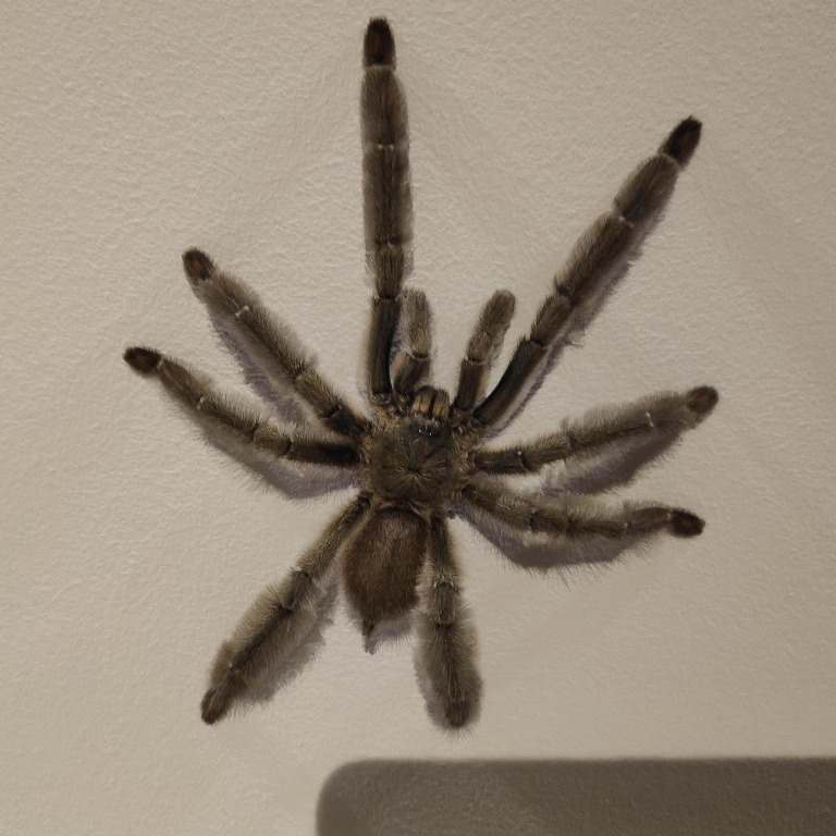 Psalmopoeus cambridgei samiec | Chodzież | Kup teraz na Allegro Lokalnie