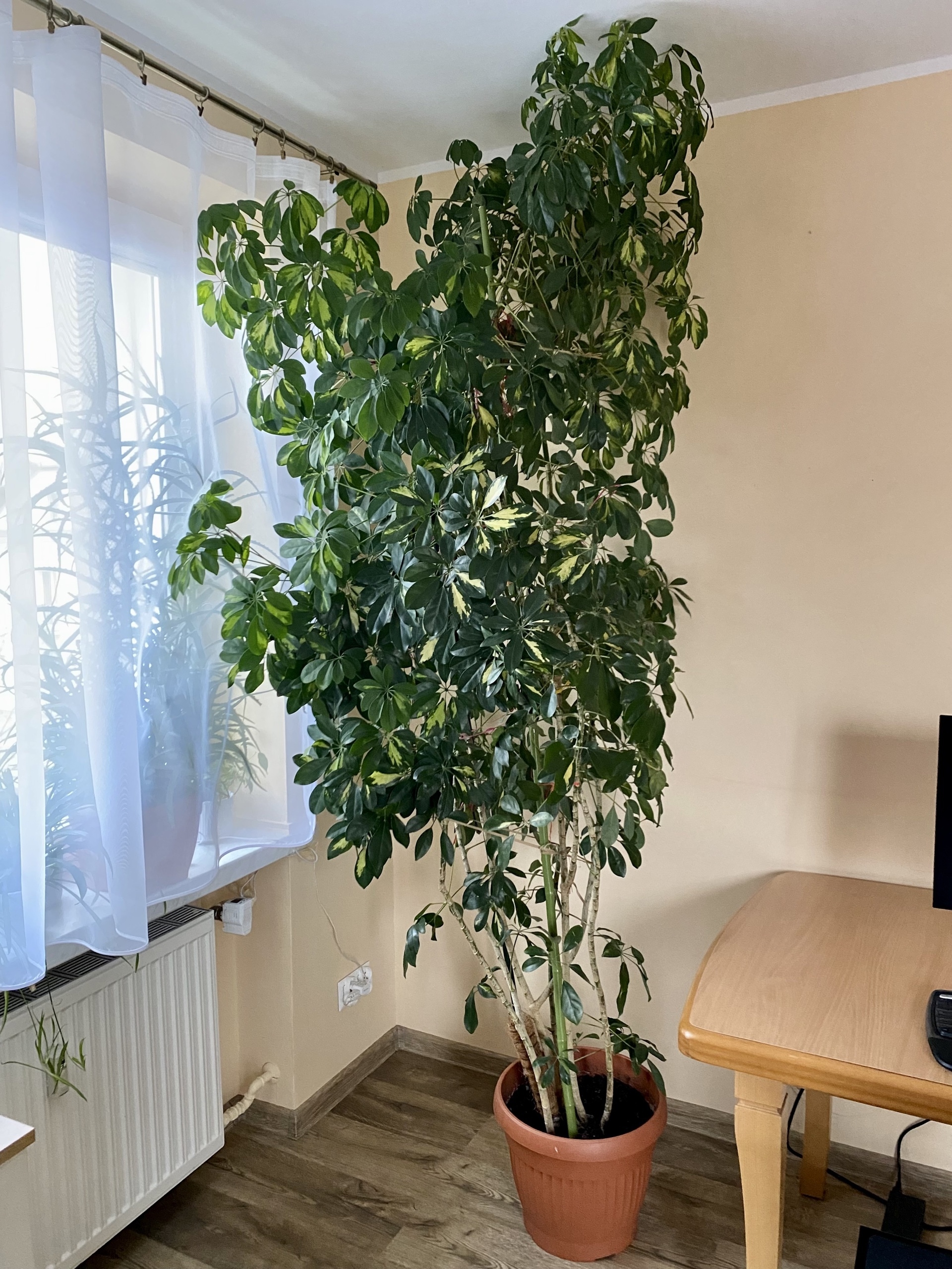 Duży wysoki kwiat ozdobny drzewko szeflera | Gdynia | Kup teraz na ...