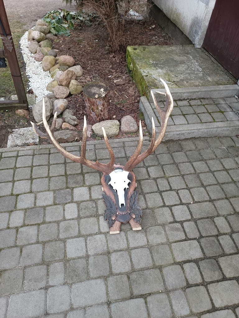 Wieniec Poroże Jelenia - Niska cena na Allegro.pl