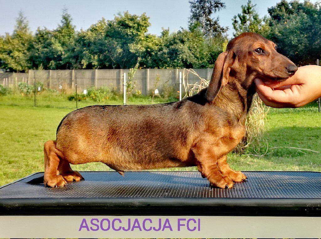 Jamnik Krótkowłosy Miniaturowy/Króliczy ZKwP | Wrocław | Ogłoszenie na Allegro Lokalnie