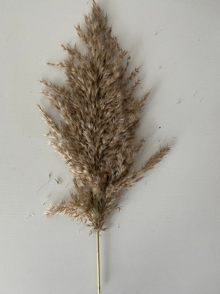 Elegancka Trawa Pampasowa - Ozdoba Twojego Wnętrza | Trzebnica ...