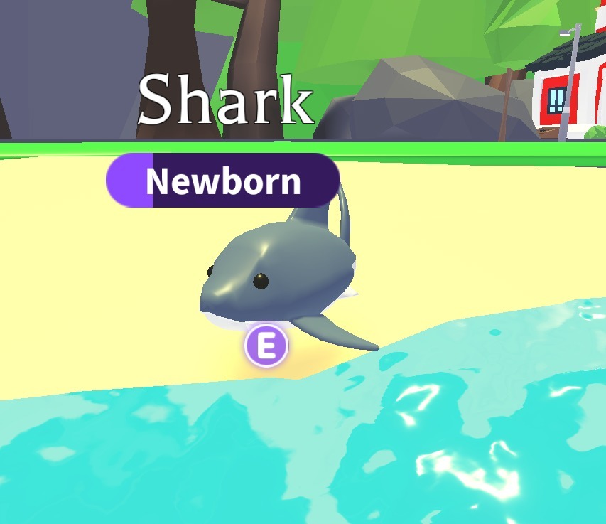 ROBLOX ADOPT ME SHARK | Koszalin | Kup teraz na Allegro Lokalnie