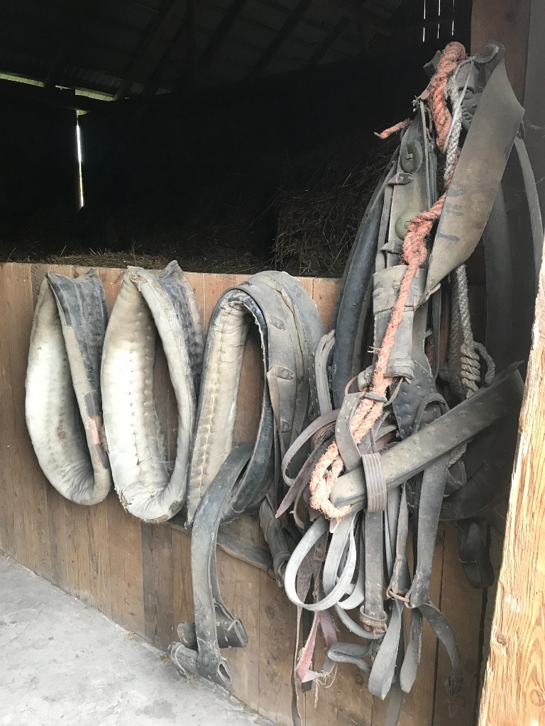 Homonto dla Konia Uprząż - Niska cena na Allegro