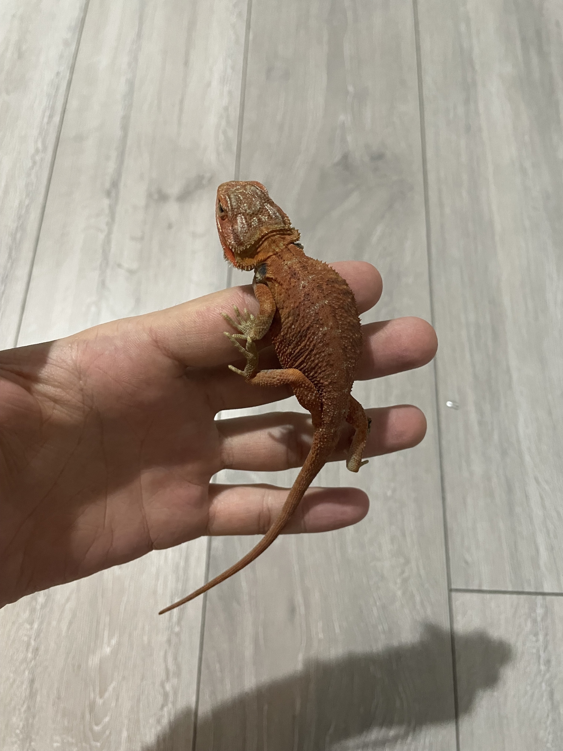 Agama Brodata Hypo Red - Niska cena na Allegro.pl