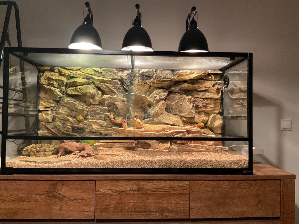 Agama brodata + terrarium z wyposażeniem | Wieprz | Kup teraz na ...