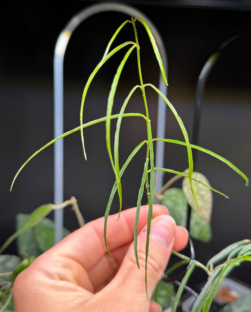 Hoya stenophylla Hoja | Kraków | Kup teraz na Allegro Lokalnie