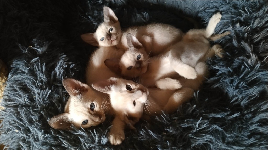 kot,koty, kotki, kocięta tonkijskie | Wlewsk | Ogłoszenie na Allegro Lokalnie