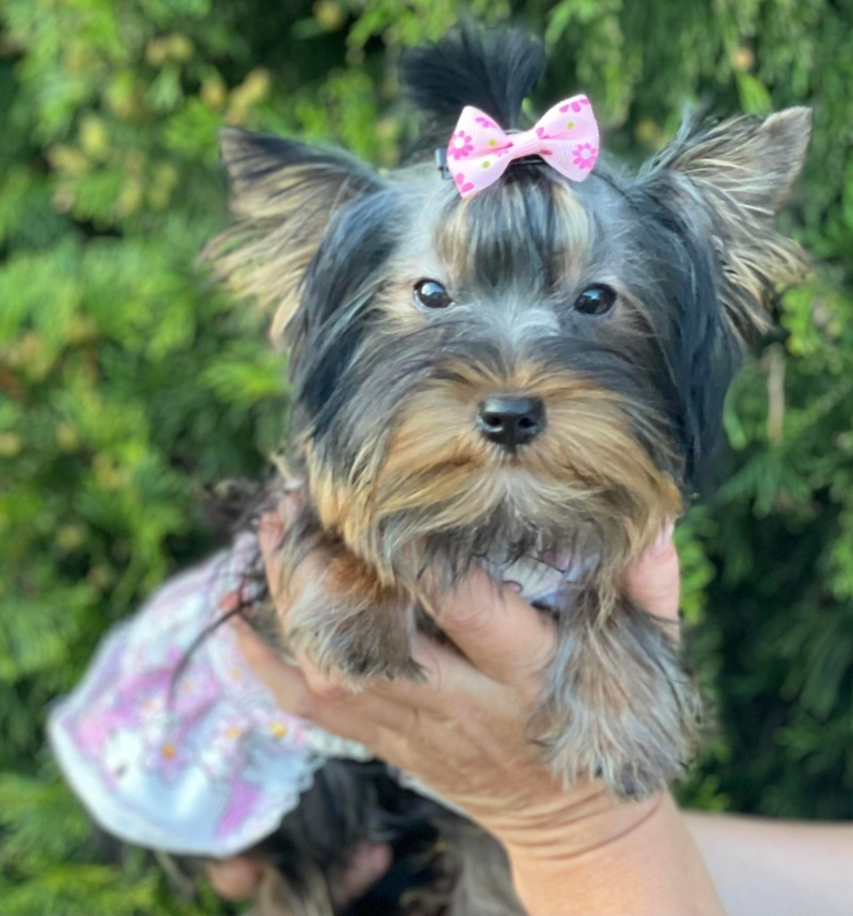 York Miniaturka XXXXS - suczka Mega mała . | Wrocław | Ogłoszenie na ...