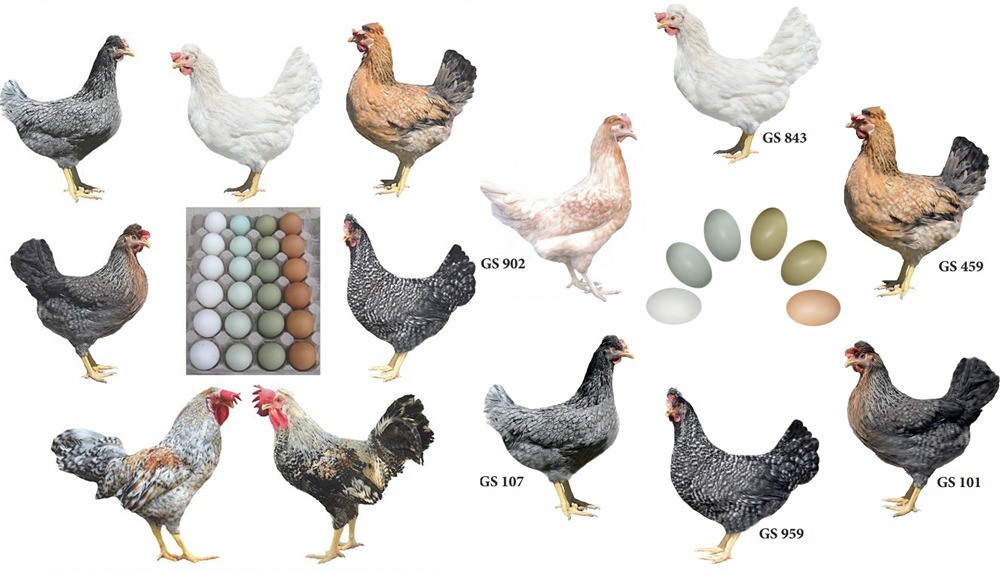 Kury,Pisklęta,kurczęta Karmazyn,Green Shell*Wysyłk | Raszówek ...