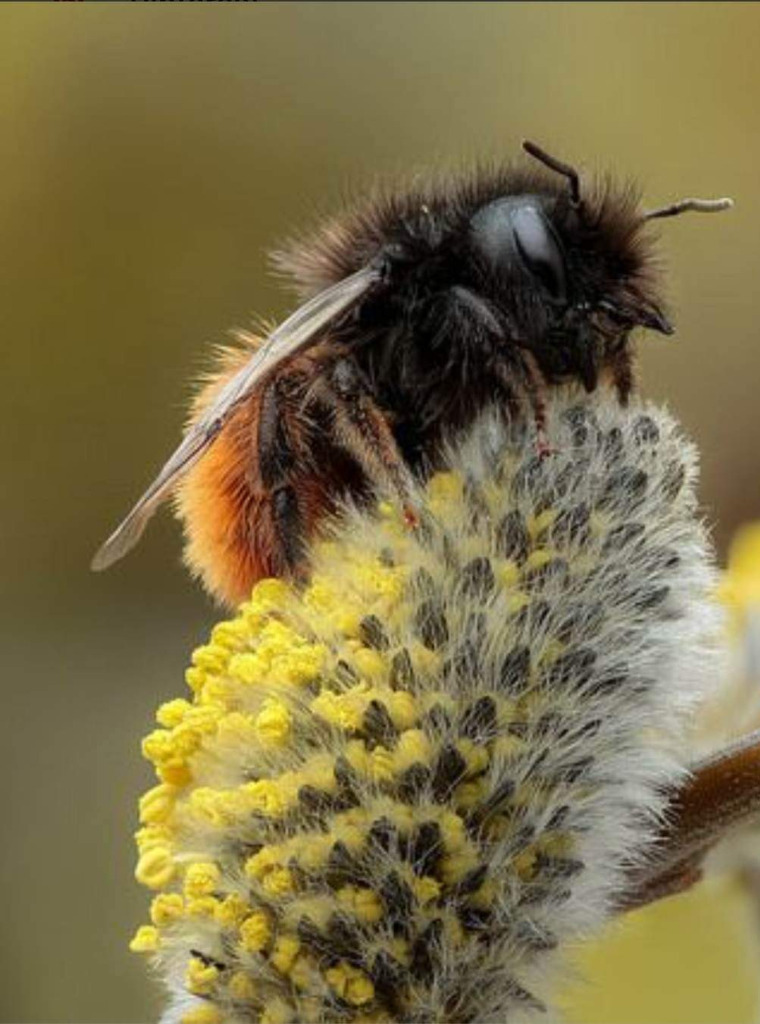 Pszczoła Murarka Rogata - Niska cena na Allegro.pl