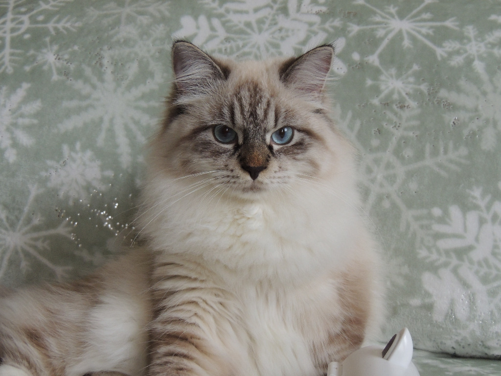 Kot Syberyjski Neva Masquerade | Luboń | Ogłoszenie na Allegro Lokalnie