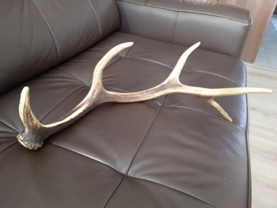 Poroża pojedyncze | Poryte | Kup teraz na Allegro Lokalnie