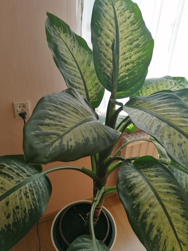 Kwiat Difenbachia Duży | Myszków | Kup teraz na Allegro Lokalnie