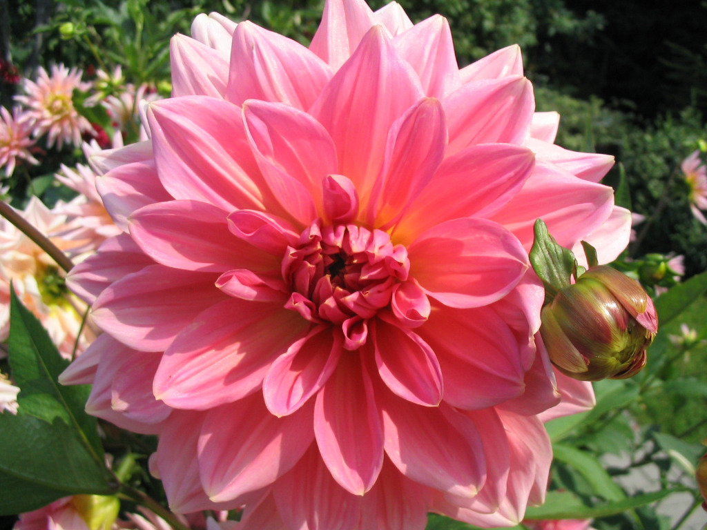 Dalia - Georginia RÓŻ - duży kwiat | Warszawa | Kup teraz na Allegro ...