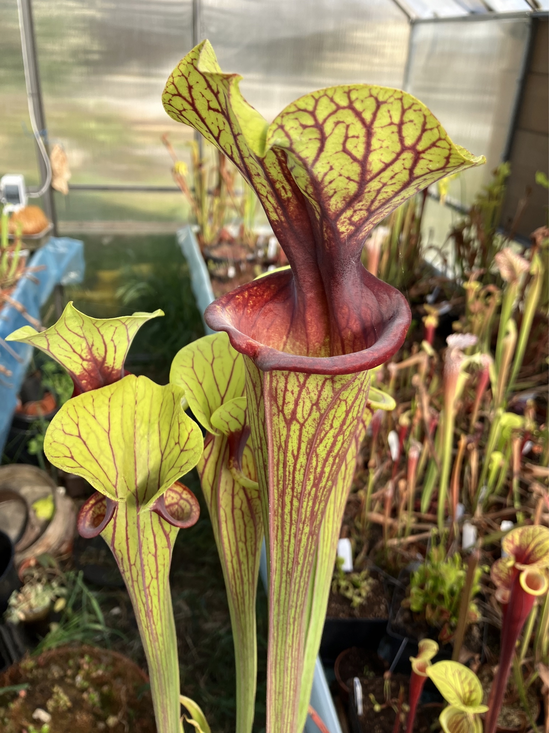 Kapturnica Sarracenia flava var. ornata MK F88 | Bielawy | Kup teraz na ... Kapturnica Sarracenia flava var. ornata MK F88 | Bielawy | Kup teraz na ...
