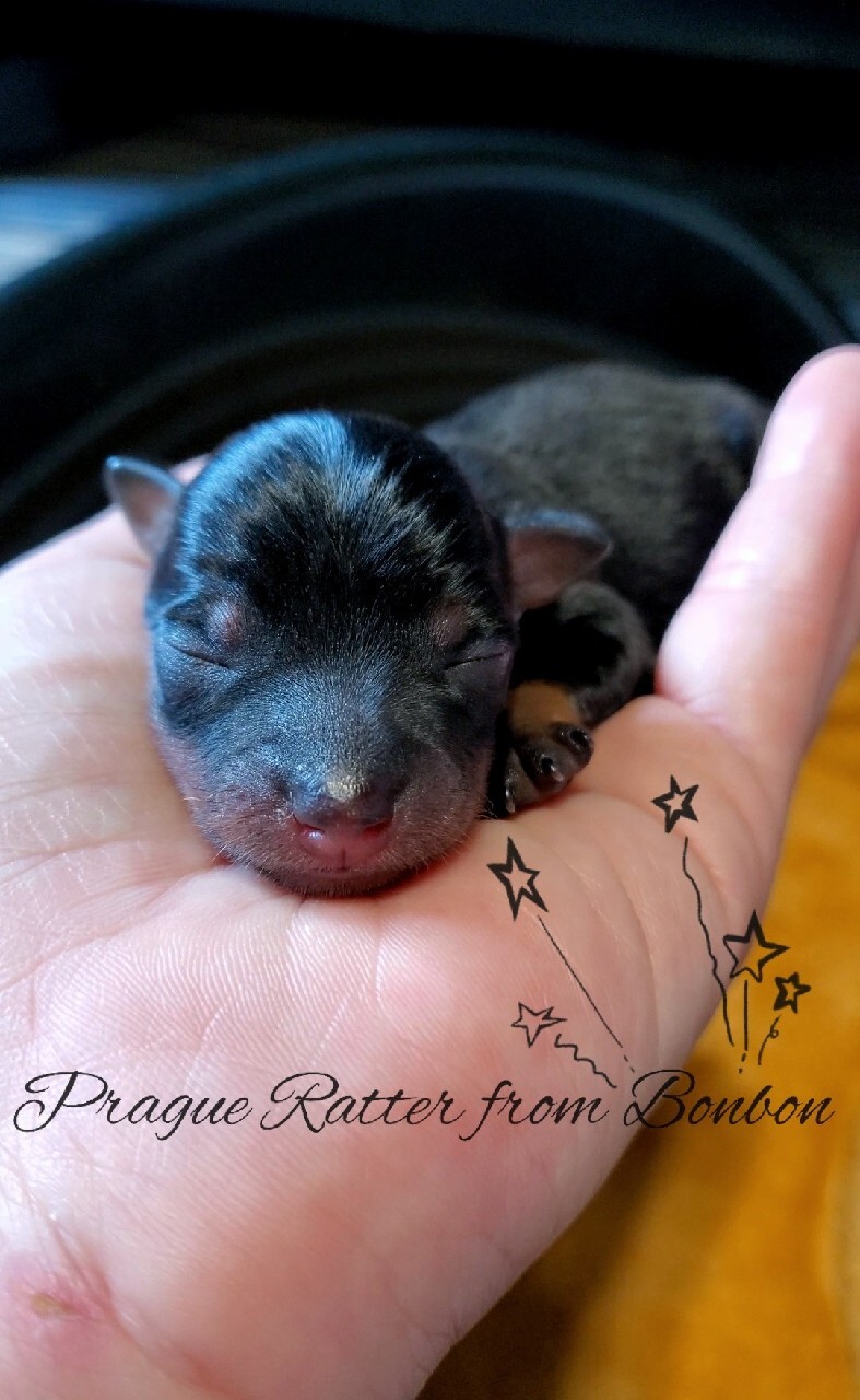 Praski Ratler 1 6 kg 1 8 kg Ratlerek nie pinczer miniaturowy | Stepnica ...