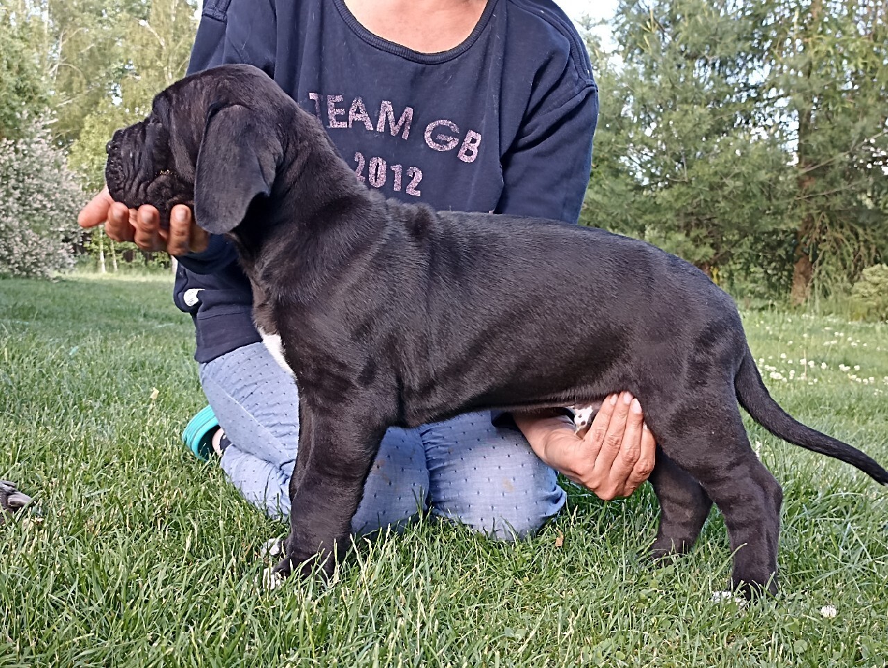 Dog niemiecki czarny samiec ZKWP rodowód | Otwock | Ogłoszenie na ...