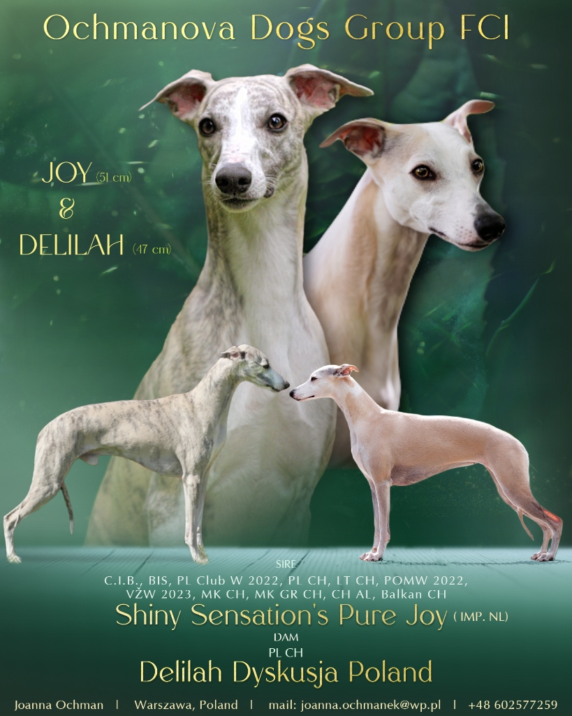 Whippet chart angielski | Warszawa | Ogłoszenie na Allegro Lokalnie