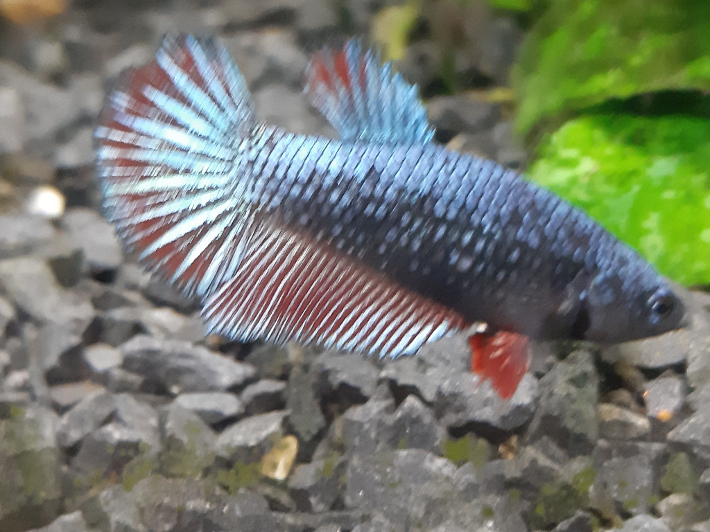 Samica bojownika | Łódź | Kup teraz na Allegro Lokalnie