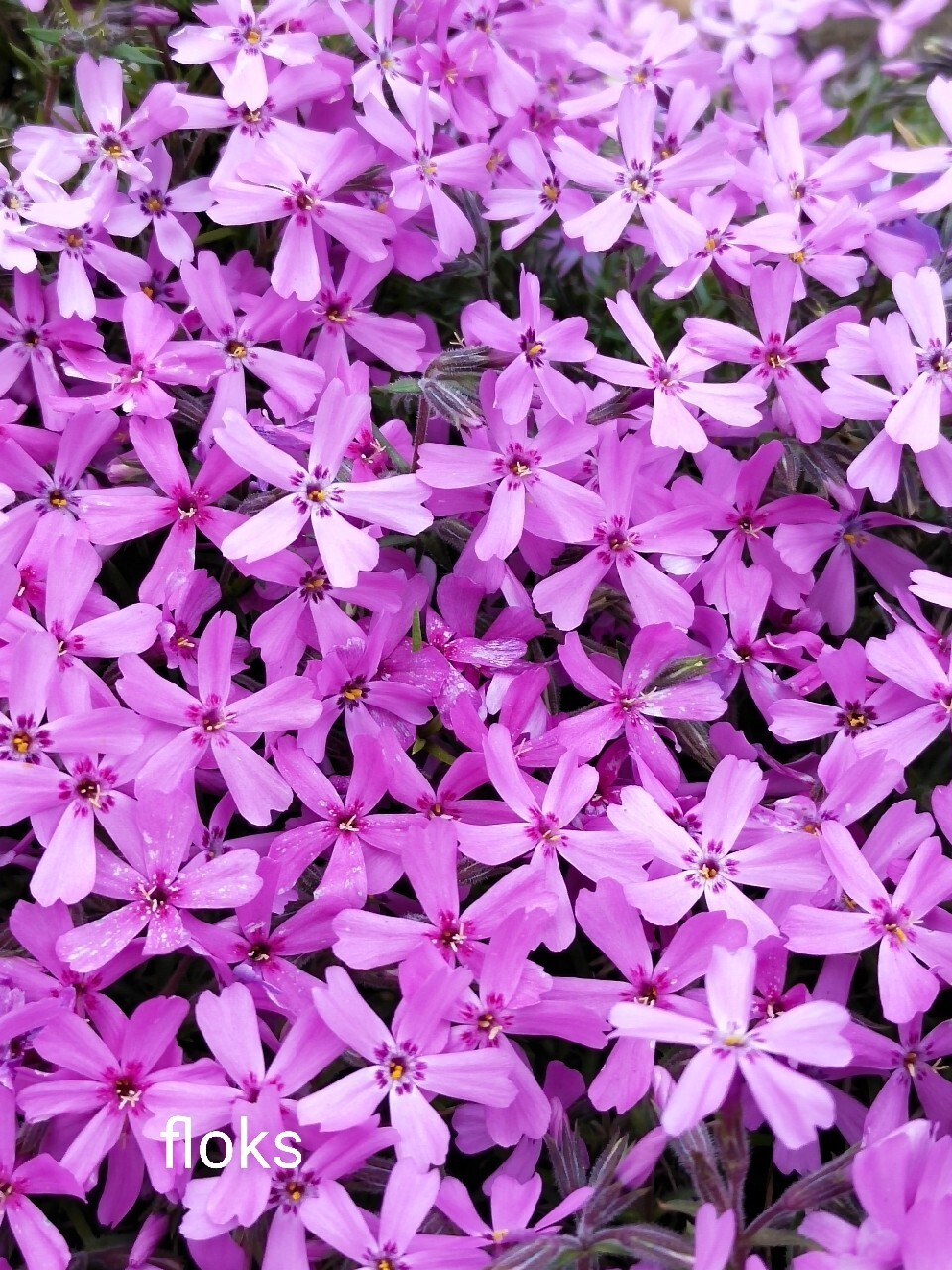 Floks szydlasty Bylina sadzonka | Jaworzno | Kup teraz na Allegro Lokalnie