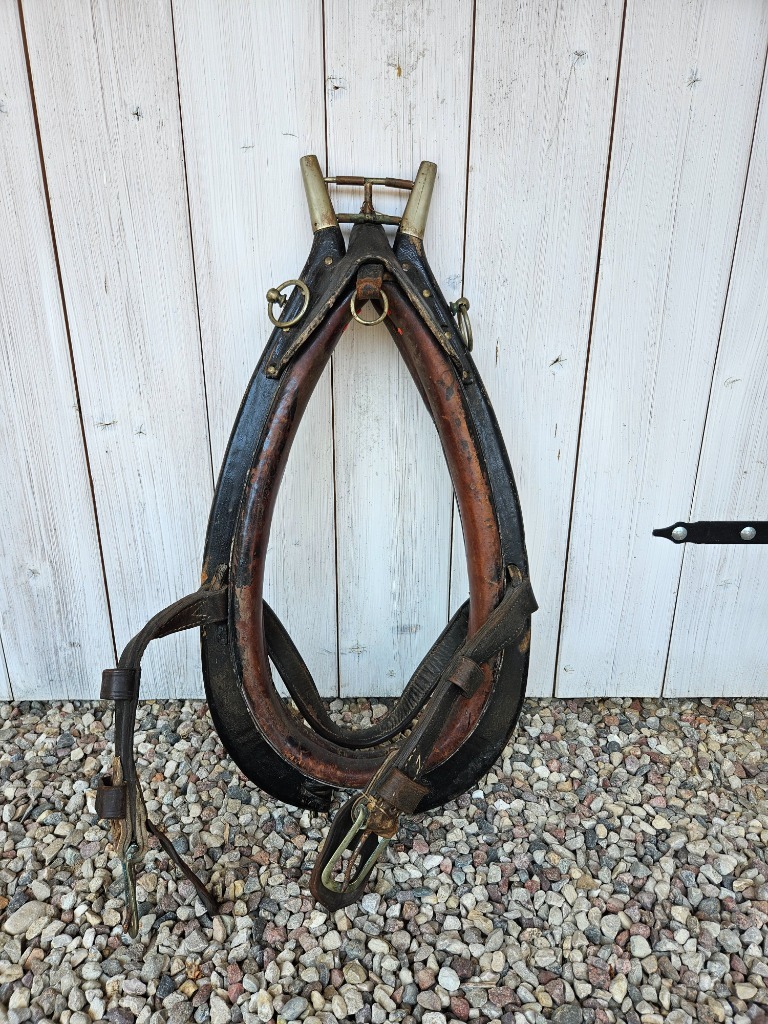 Homonto dla Konia - Niska cena na Allegro.pl