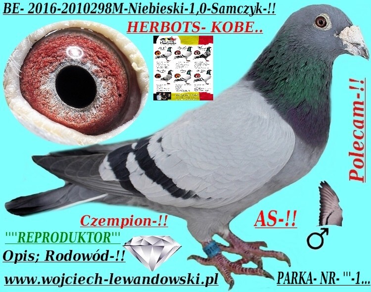 Gołębie Pocztowe Belgii Holandii Asy | Orneta | Ogłoszenie na Allegro ...