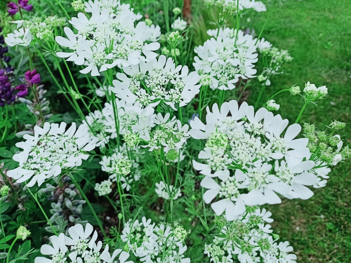 Orlaja wielkokwiatowa Nasiona Orlaya grandiflora | Dębica | Kup teraz ...