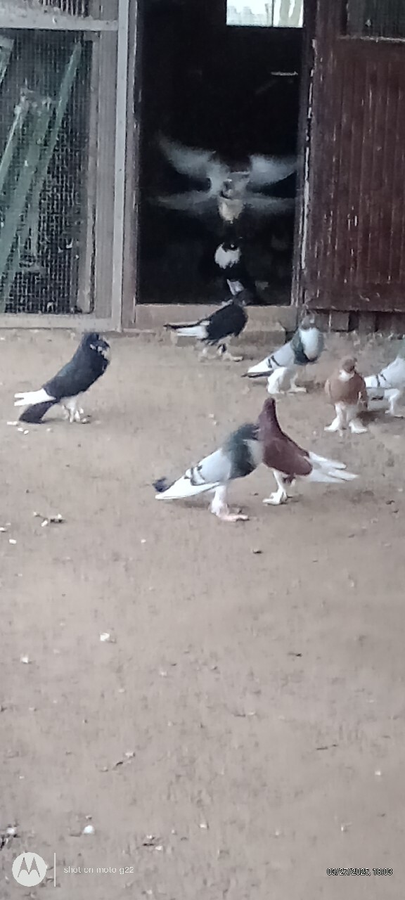 Szukasz "Golebie Ozdobne" w Ptaki na sprzedaż - domowe i hodowlane ...