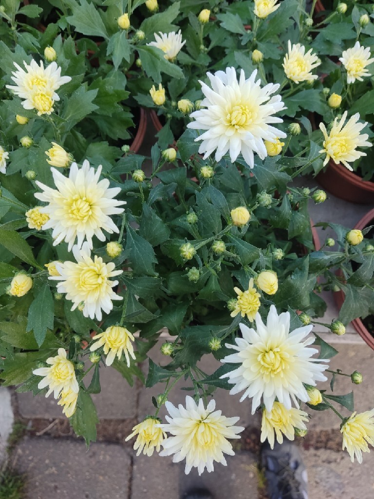 Chryzantema w doniczce 18 cm | Bytom | Kup teraz na Allegro Lokalnie