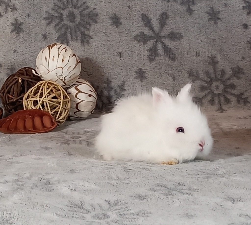 Królik miniaturka króliczek Teddy niebieski biały | Racławiczki ...