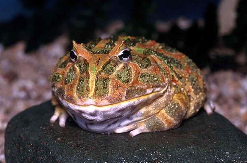 Żaba rogata PACMAN z terrarium | Ełk | Kup teraz na Allegro Lokalnie