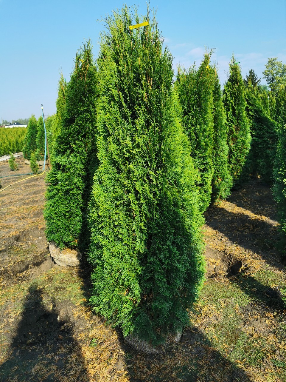 Tuja szmaragd 200-220cm szmaragdowa smaragd tuje | Mirosławice | Kup ...