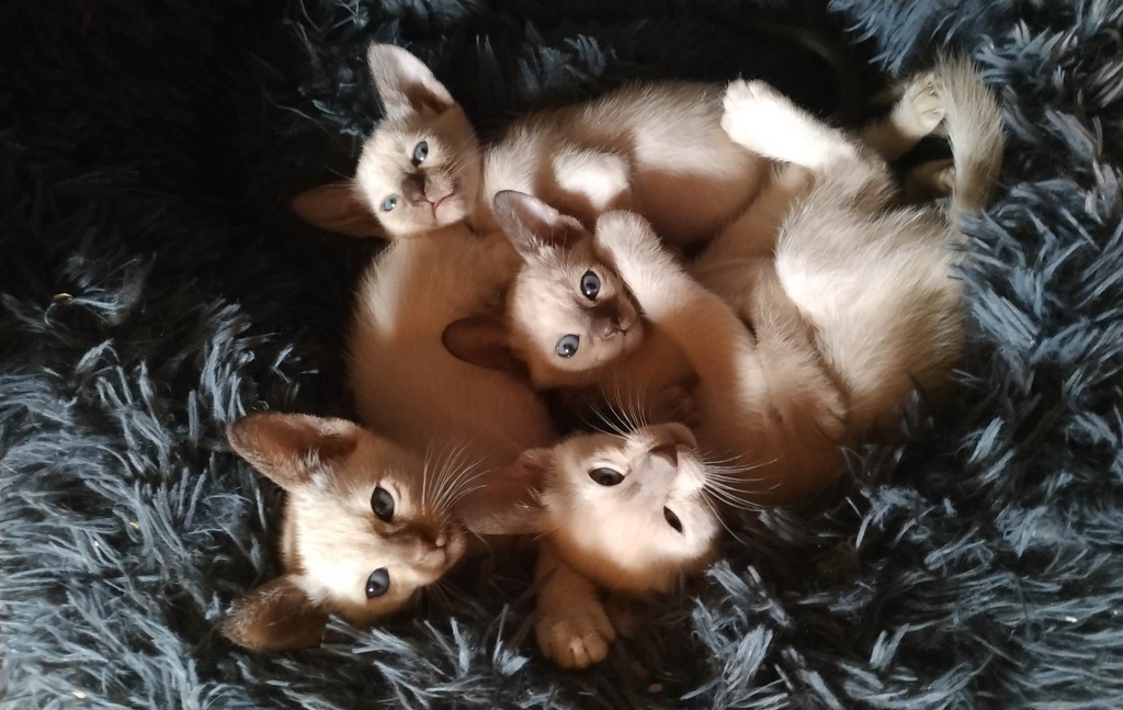 kot,koty, kotki, kocięta tonkijskie WCF | Izabelin | Ogłoszenie na Allegro Lokalnie