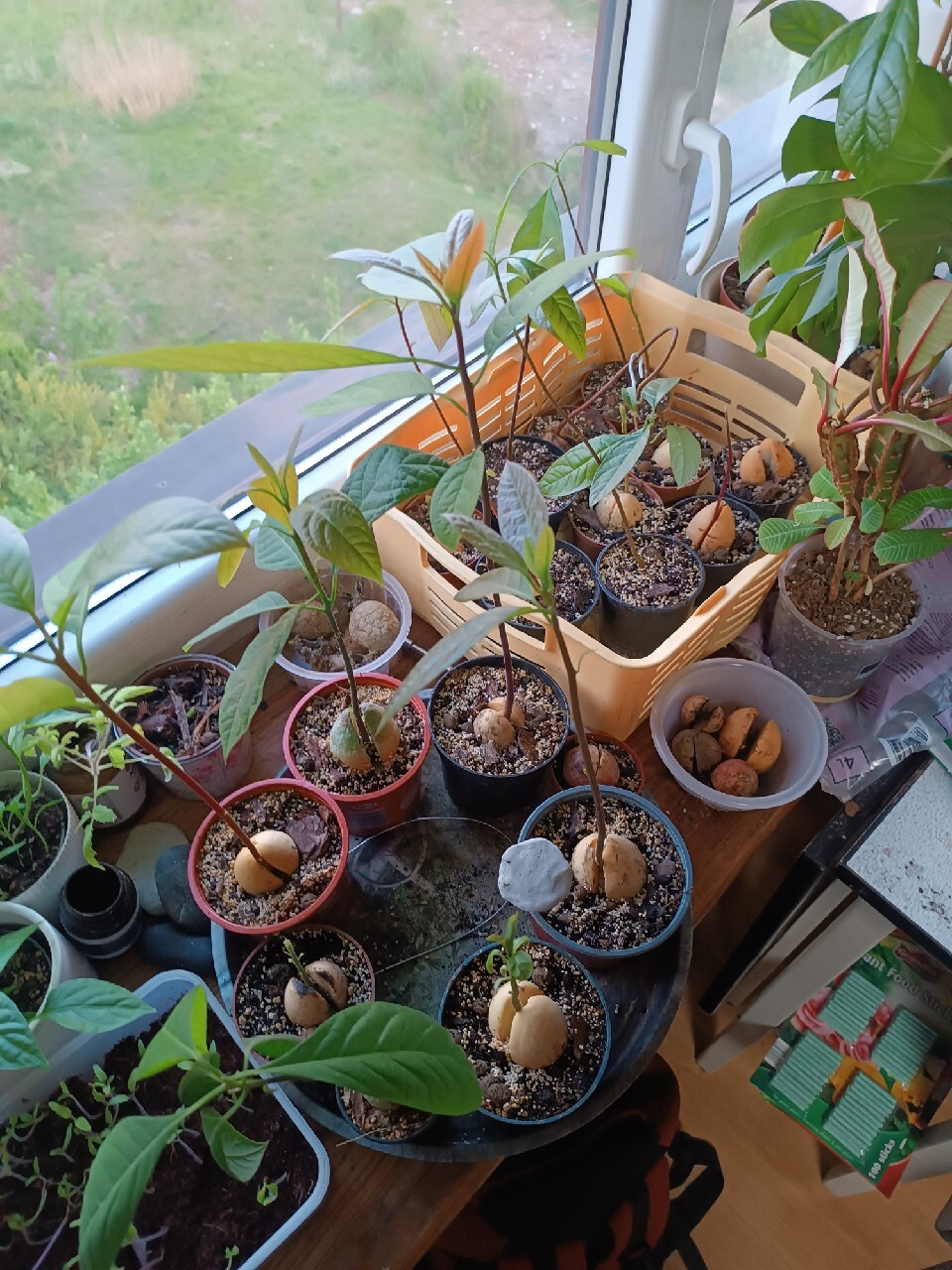 Awokado Sadzonka - Niska cena na Allegro.pl