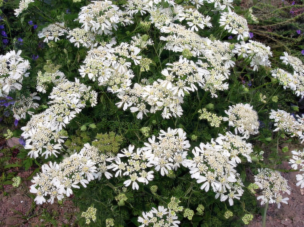 Orlaya grandiflora orlaja wielkokwiatowa nasiona | Toruń | Kup teraz na ...