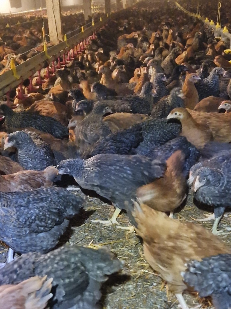 kury nioski rosa, Green Shell - darmowa dostawa | Zagnańsk | Ogłoszenie ...