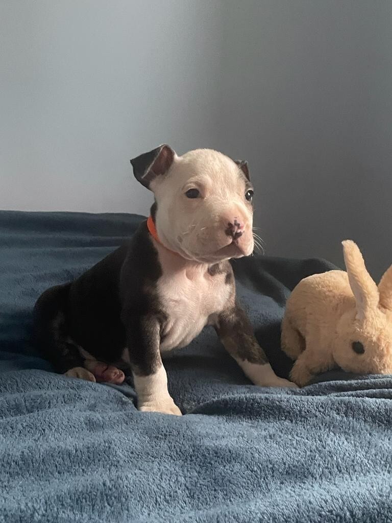 American bully pies | Zasutowo | Kup teraz na Allegro Lokalnie