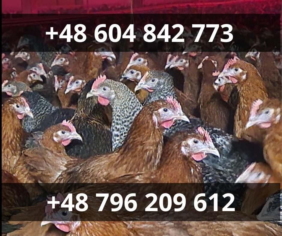 Kury Nioski Rosa Czubatki Green Shell Tęczówki | luborzyca | Ogłoszenie ...