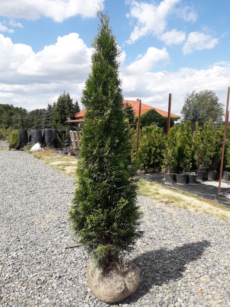 tuja szmaragd 80-150-200cm transport dostawa | Kozy | Ogłoszenie na ...