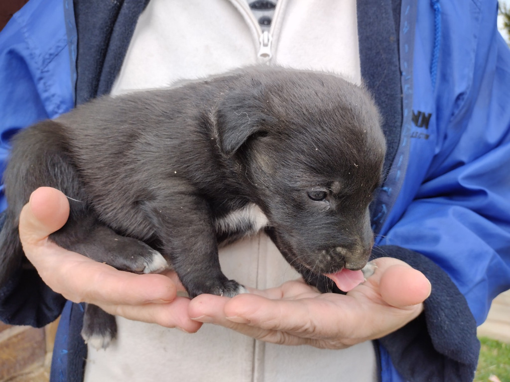 Pieski Szczeniaki Rasowe | Boćki | Ogłoszenie na Allegro Lokalnie