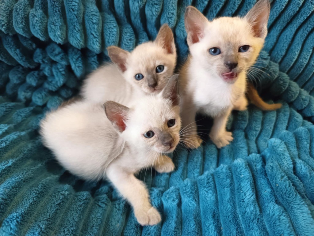 Kot koty kotki kocięta tonkijskie | Grudziądz | Ogłoszenie na Allegro Lokalnie