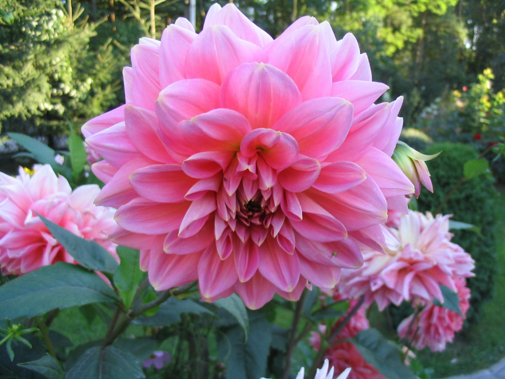 Dalia - Georginia RÓŻ - duży kwiat | Warszawa | Kup teraz na Allegro ...