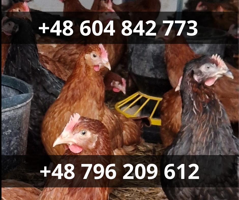 Kury Nioski Rosa Czubatki Green Shell Tęczówki | radziemice ...